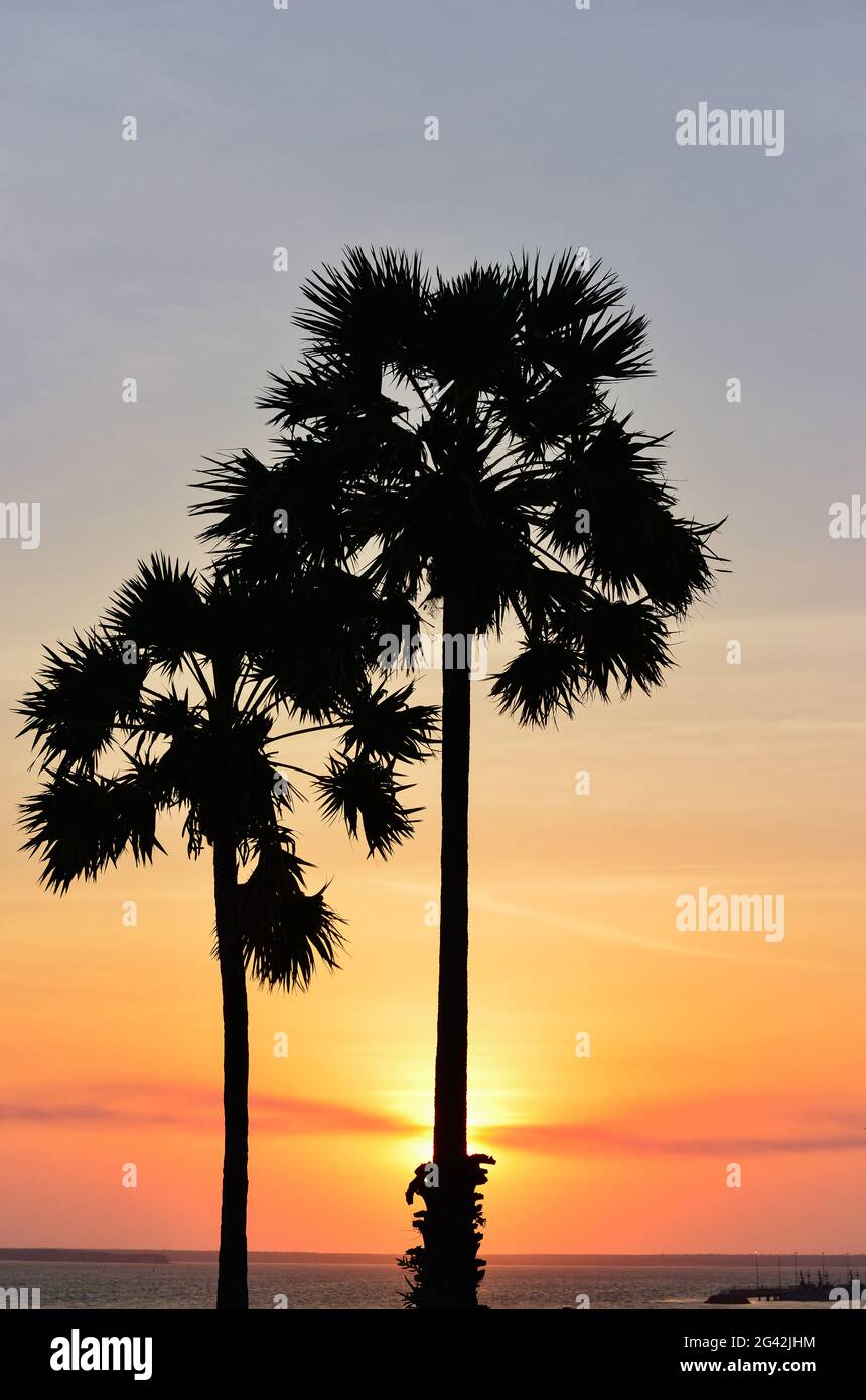Two palm trees by the sea before sunset, Darwin, Northern Territory ...