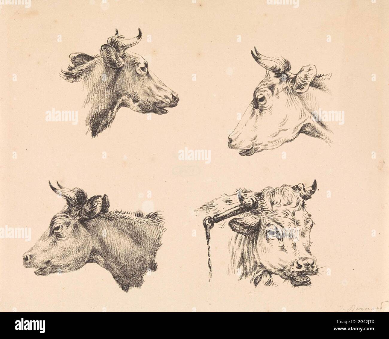 Four bulls heads hi-res stock photography and images - Alamy