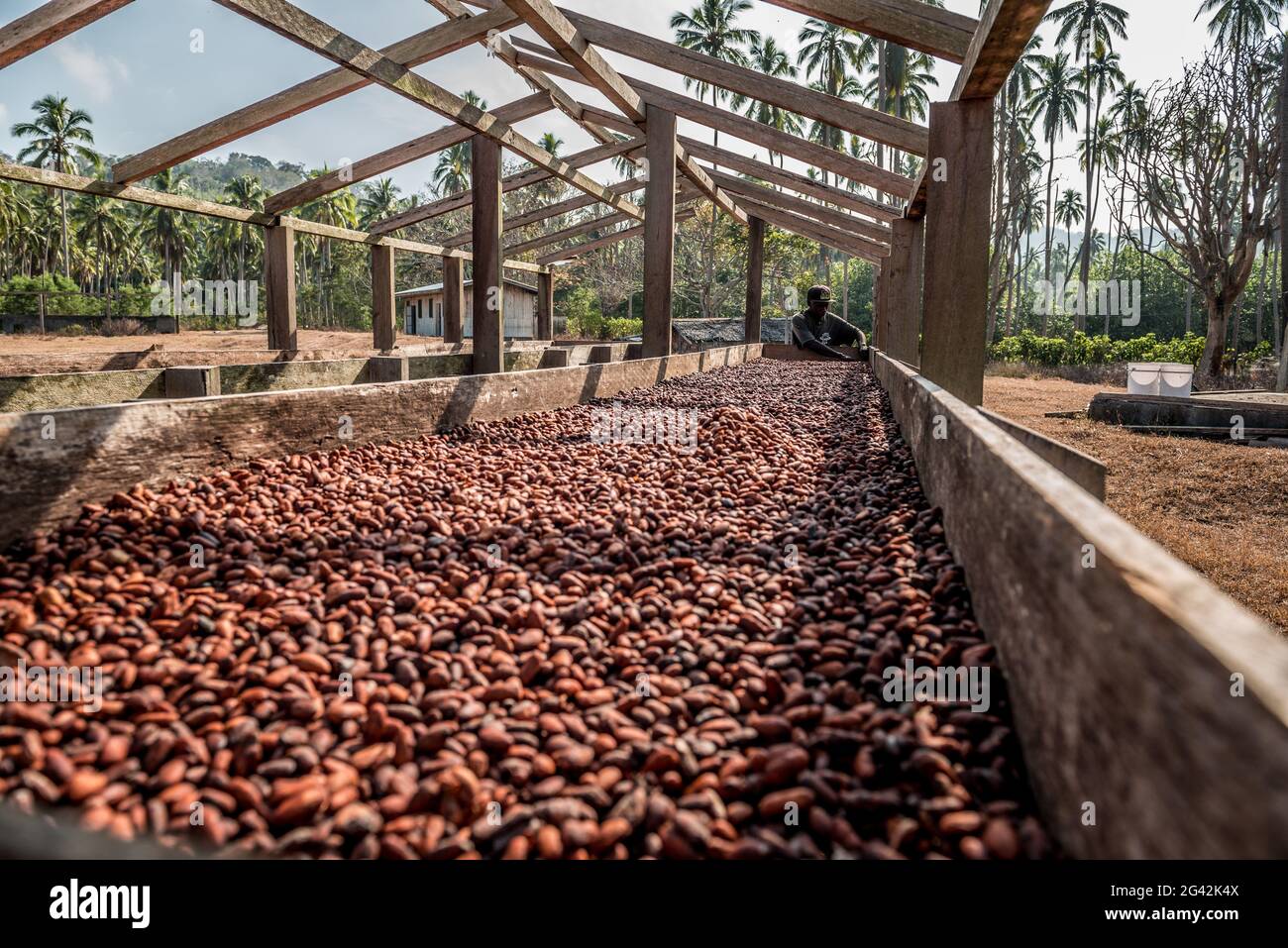 Drying cocoa beans, Malekula, Vanuatu, South Pacific, Oceania Stock ...