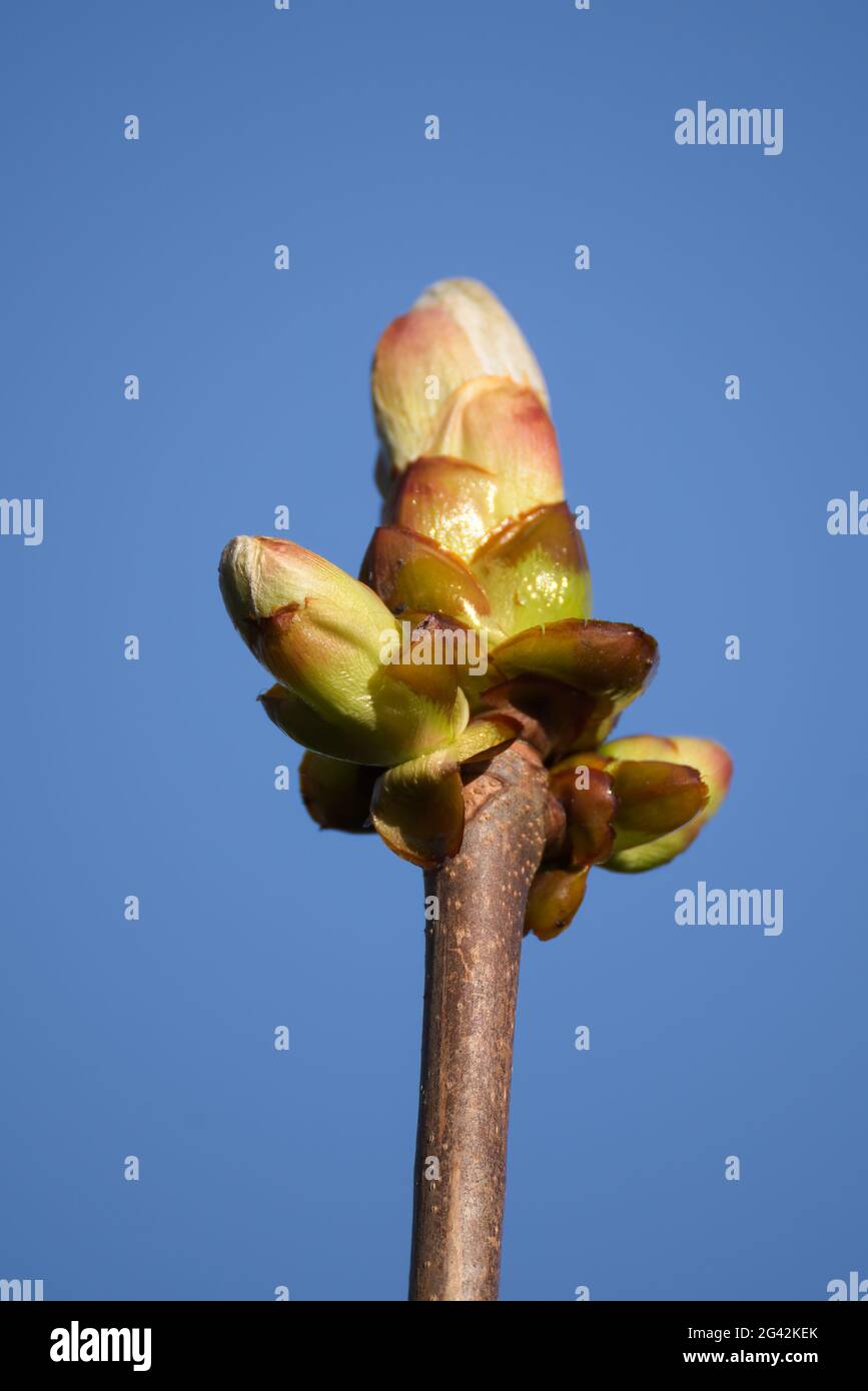 Sticky bud hi-res stock photography and images - Alamy