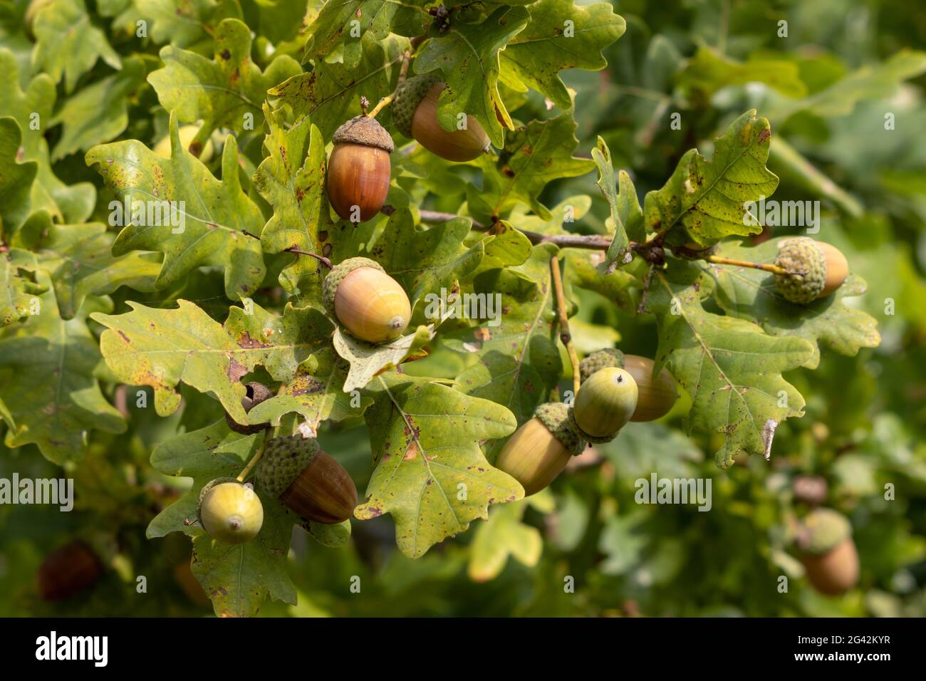 Acorns growing on oak tree hi-res stock photography and images - Alamy