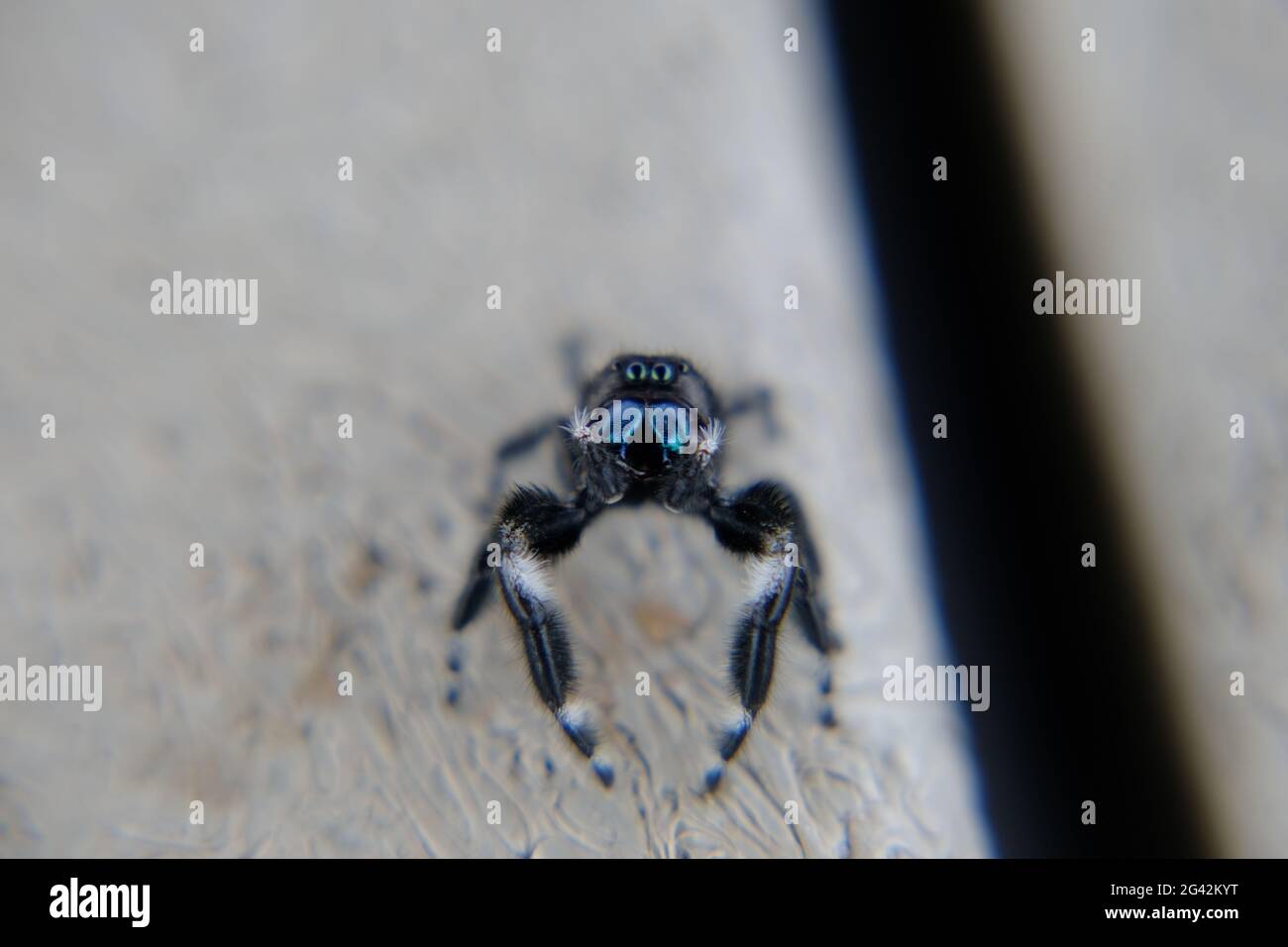 This is a photograph of a jumping spider on a table in northern Texas ...