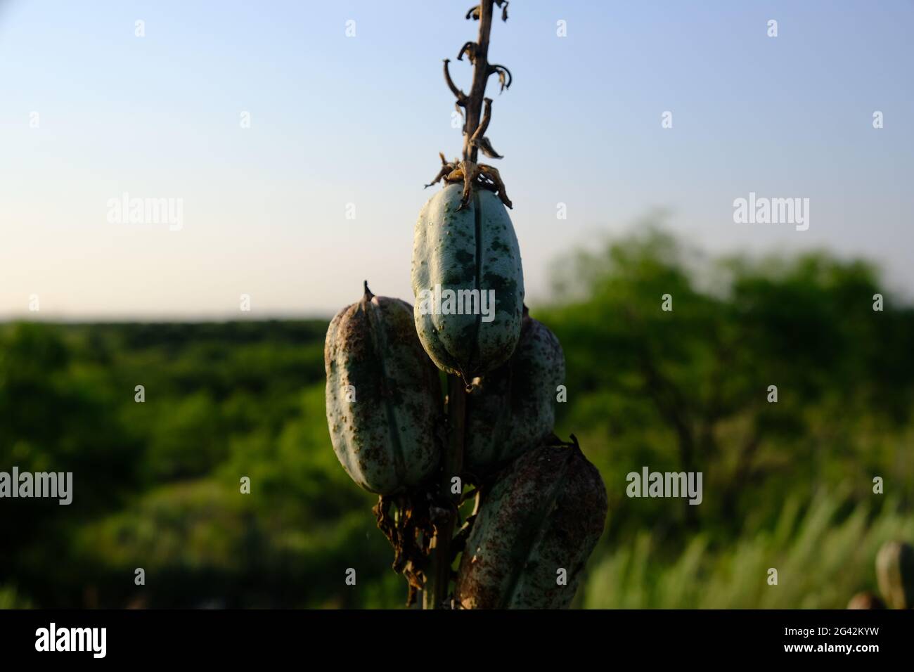 Yucca arkansana hi-res stock photography and images - Alamy