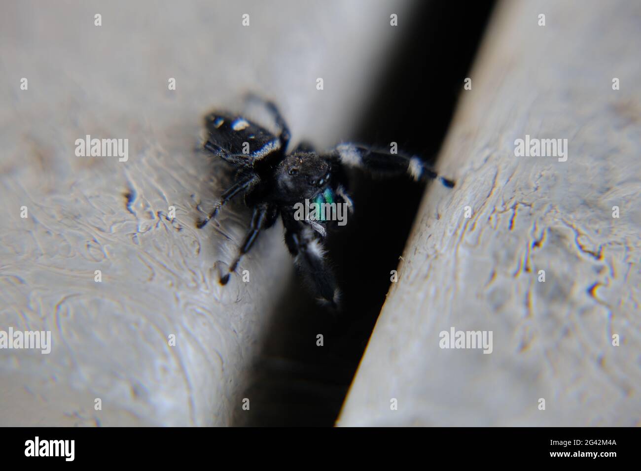 This is a photograph of a jumping spider on a table in northern Texas ...