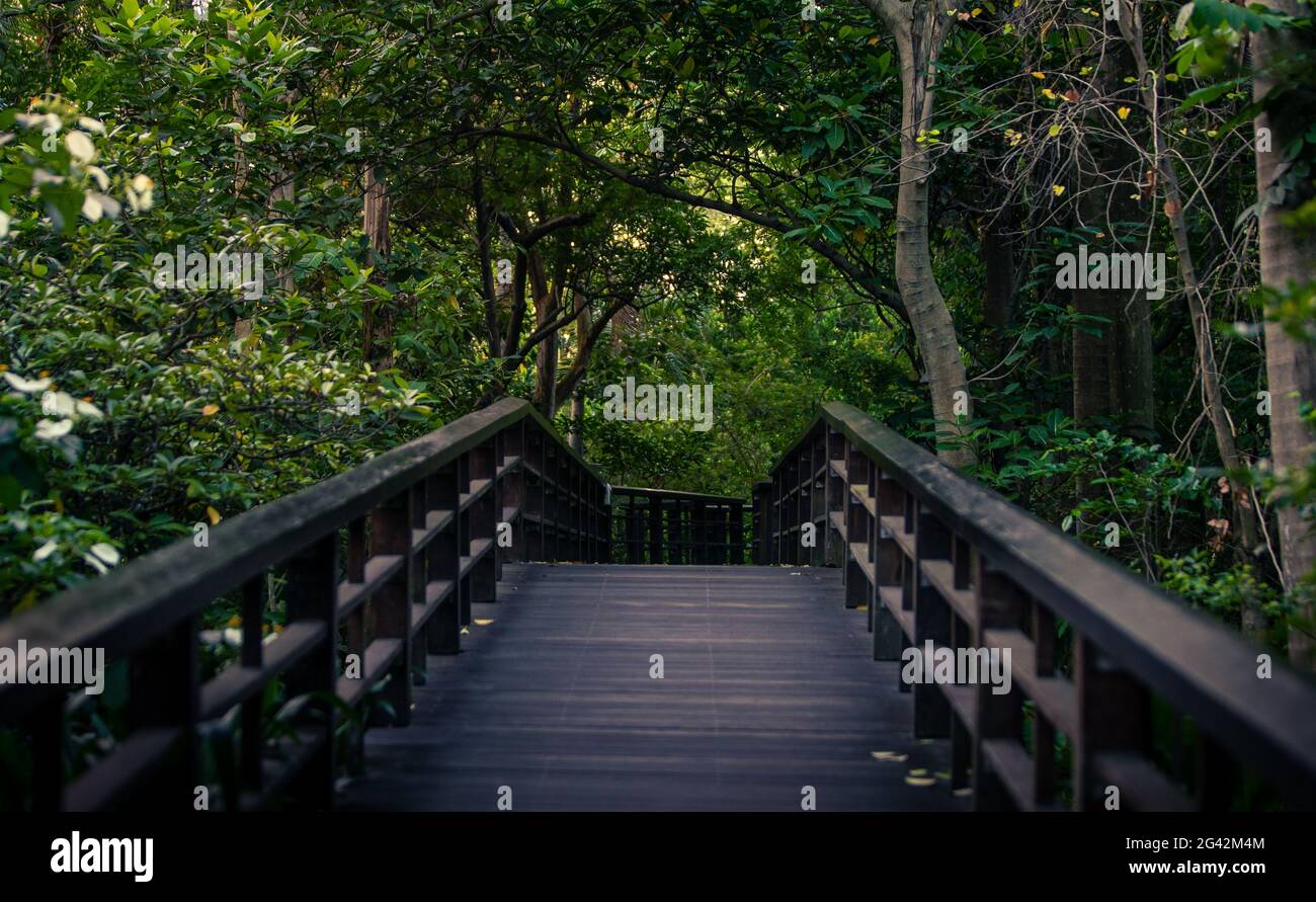 Wood pathway on forest trees landscape in Taipei Park. Garden botanical ...
