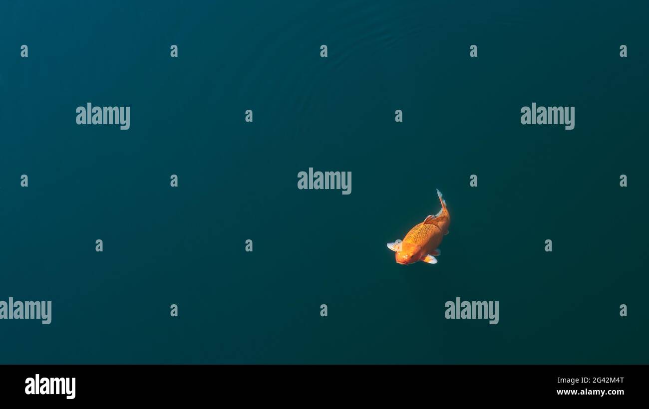 The beautiful Koi Carp fish swimming in the clear river. Colorful fancy ...