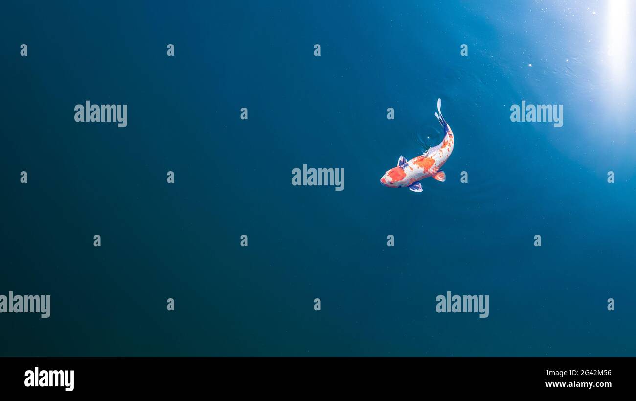 The beautiful Koi Carp fish swimming in the clear river. Colorful fancy ...