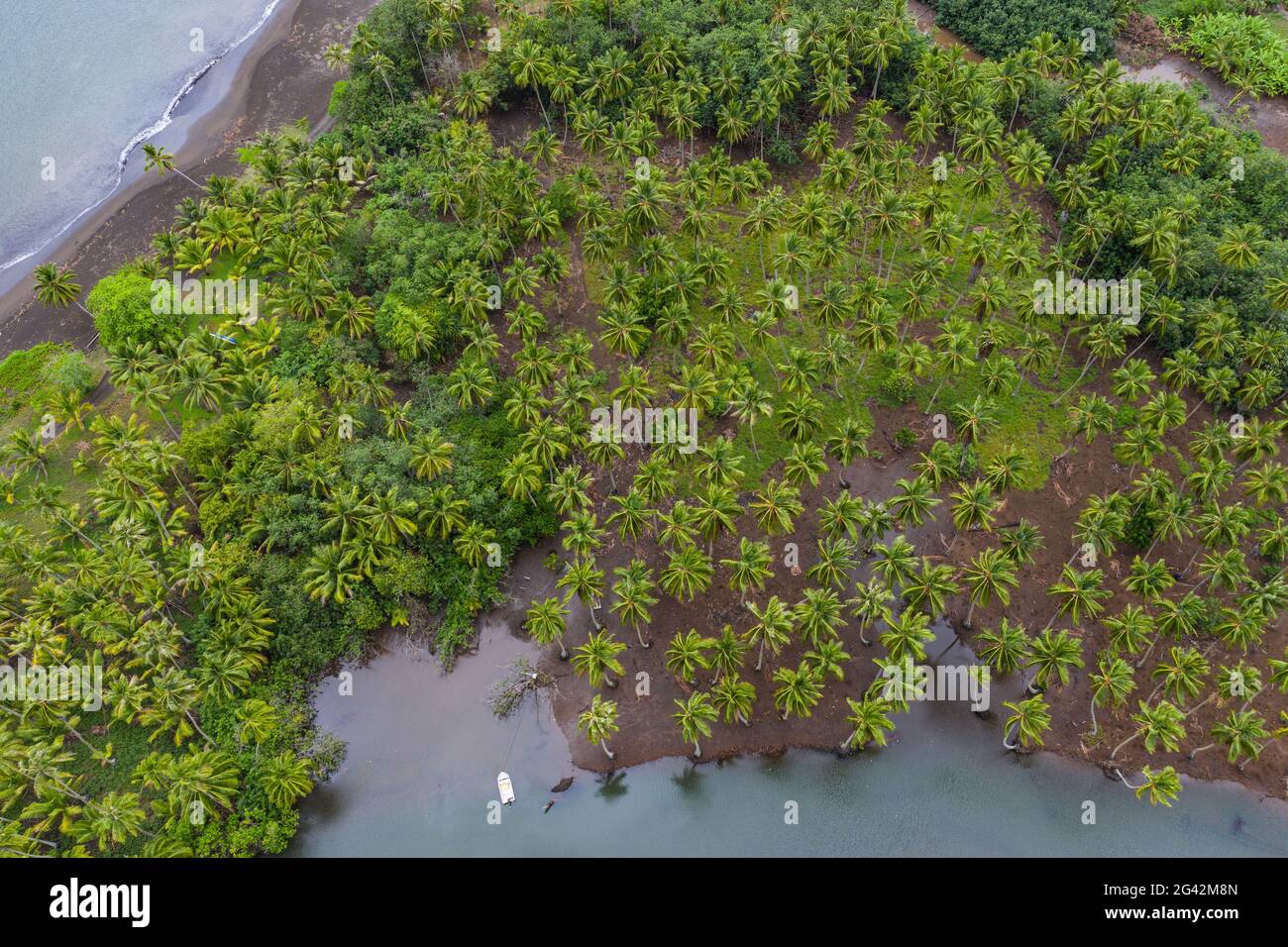Aerial view of coconut trees on the beach at estuary, Taipivai, Nuku ...