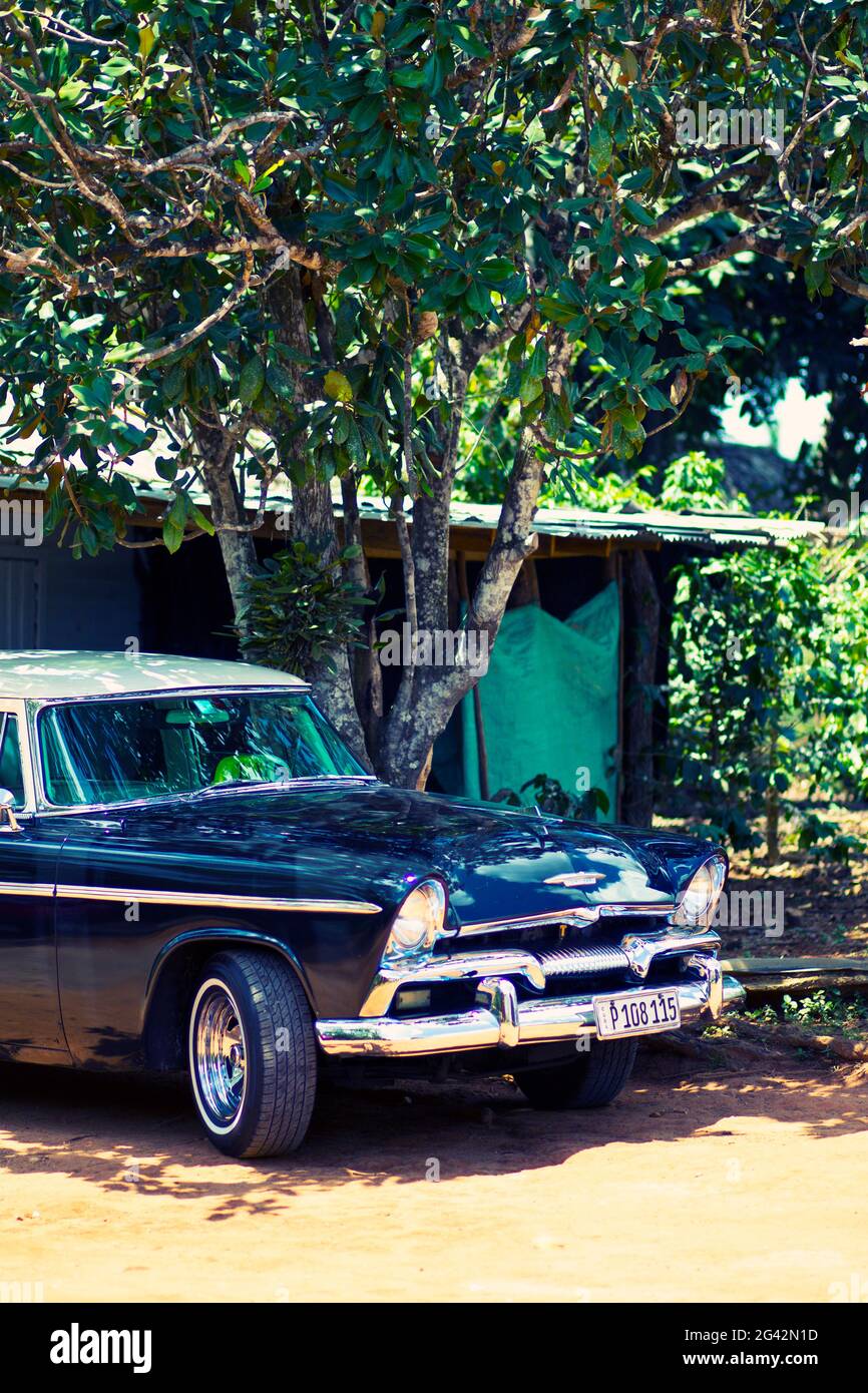 Classic black car under a tree in Viñales Valley, Cuba Stock Photo - Alamy