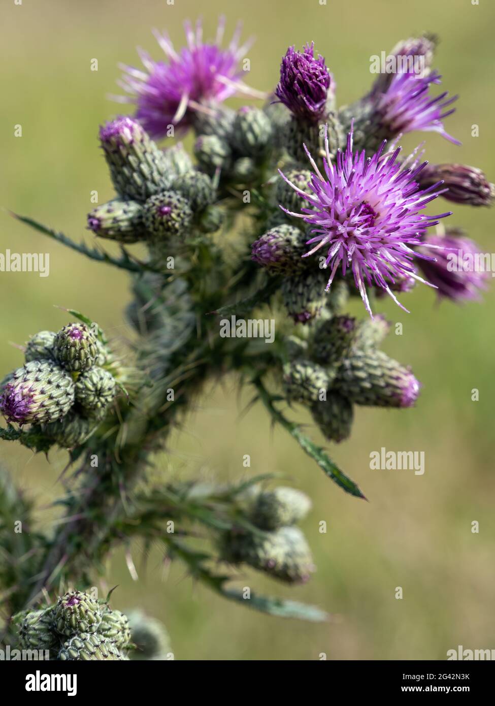 Marsh Thistle (Cirsium palustre) beginning to flower in summertime in ...