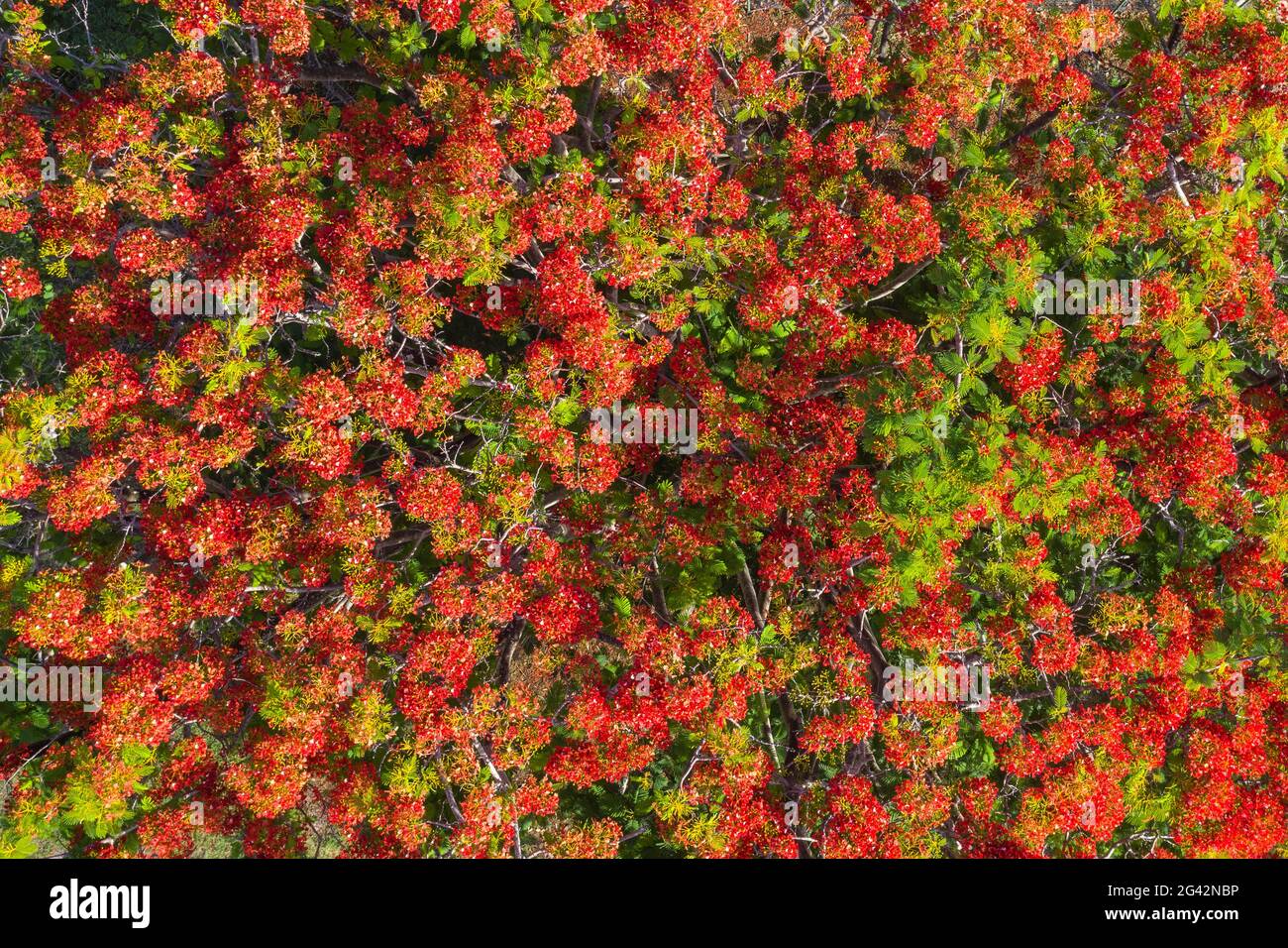 Aerial view of a magnificent red flame tree (Delonix regia), Taiohae ...