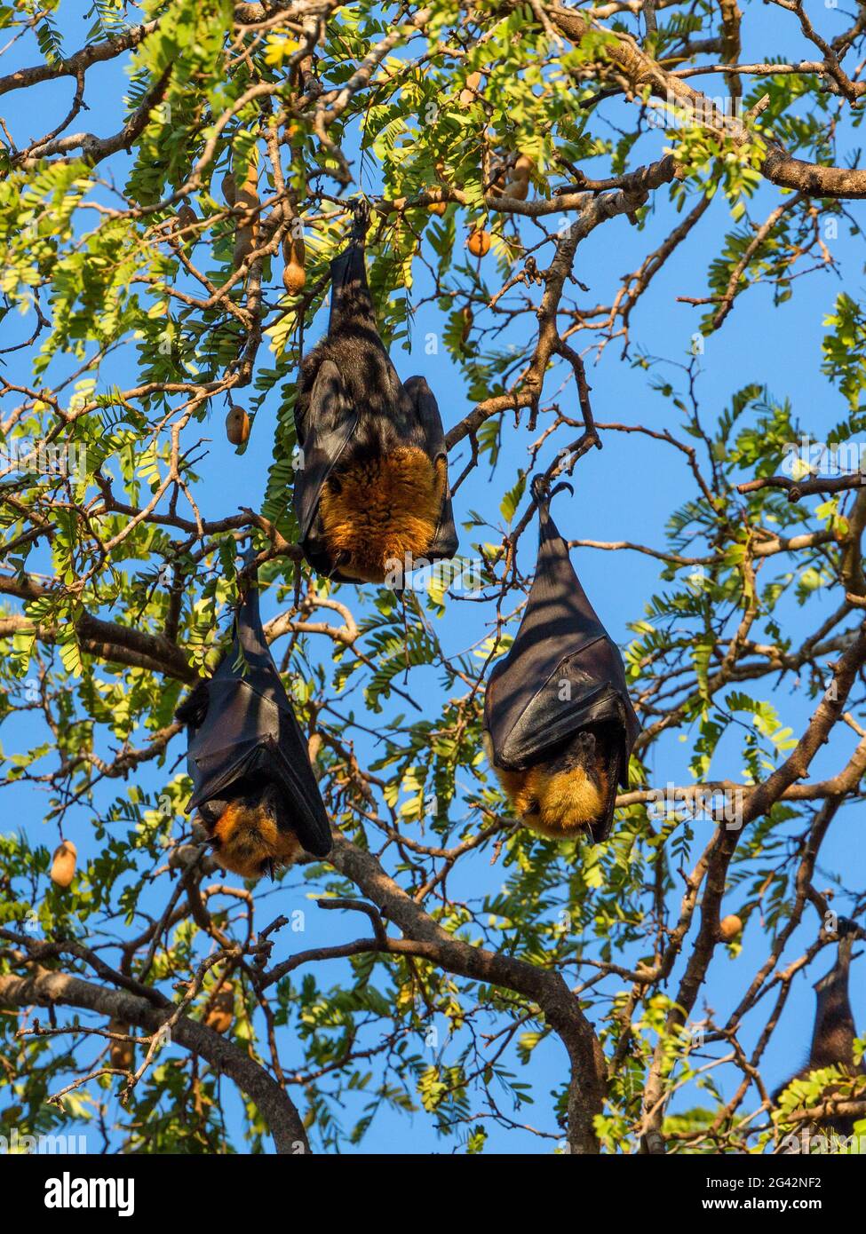 Flying foxes in tamarind tree, Pteropus rufus, Berenty Reserve ...