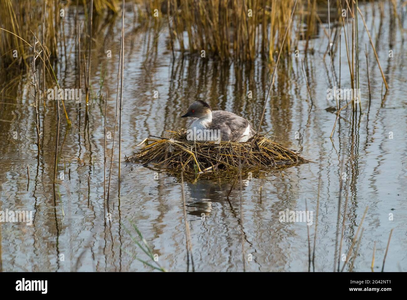 Silvery grebe, Podiceps Occipitalis, swimming in Pampas lagoon, La ...