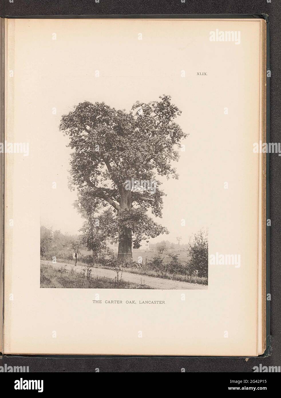 The Carter Oak, Lancaster Stock Photo - Alamy