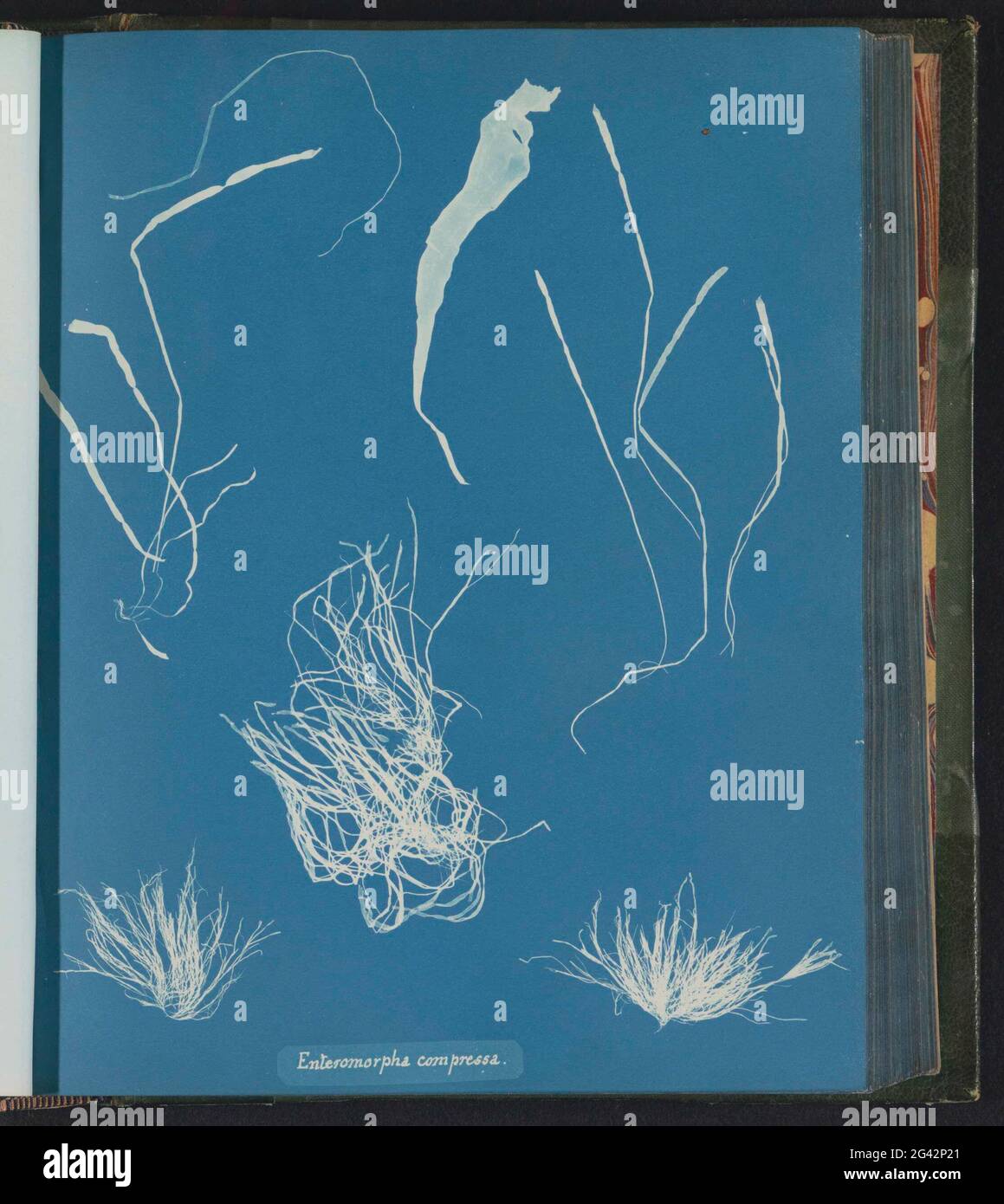 Enteromorpha compressa hi-res stock photography and images - Alamy