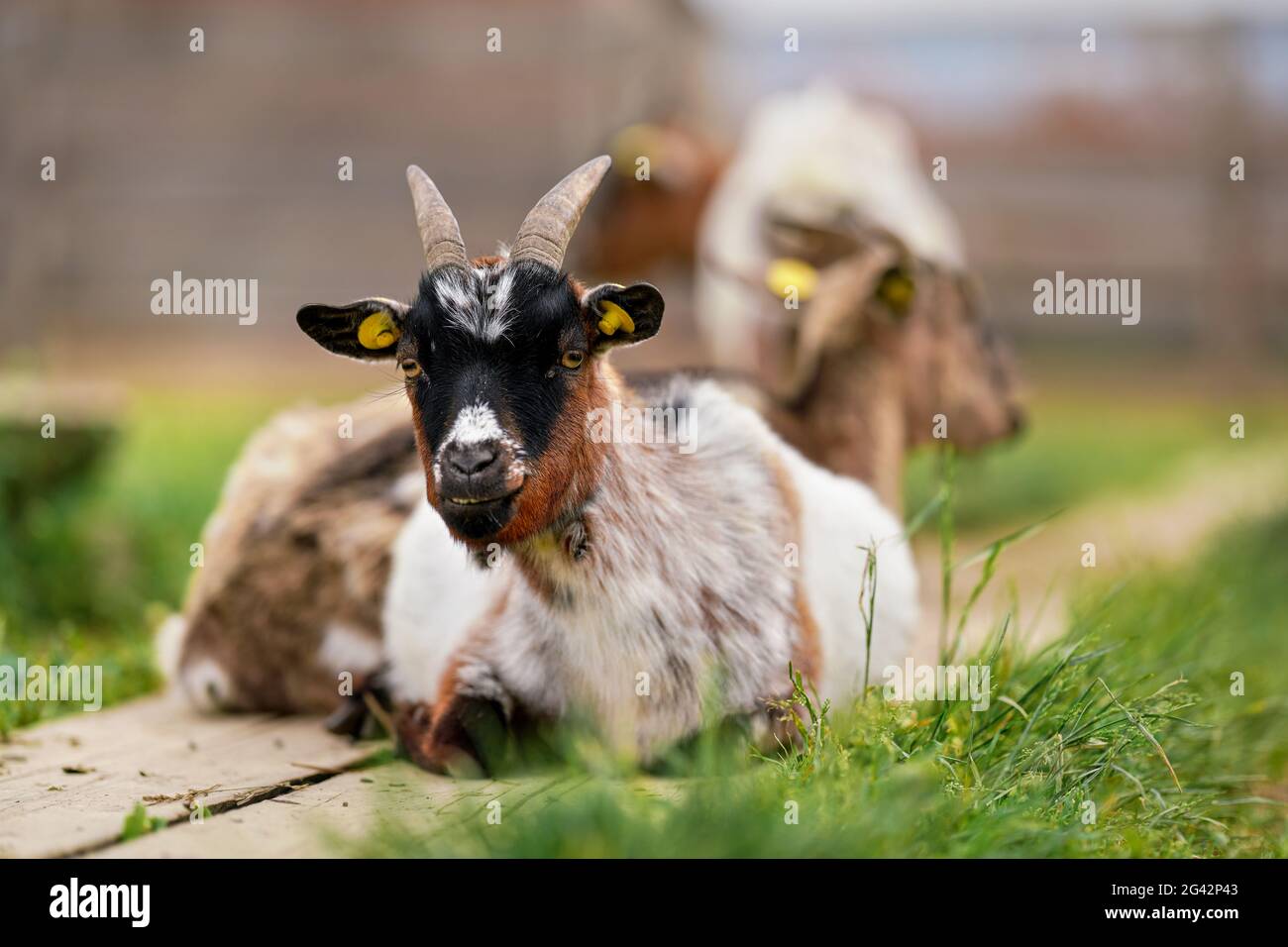 American Pygmy (Cameroon goat) resting on the ground, green grass near ...