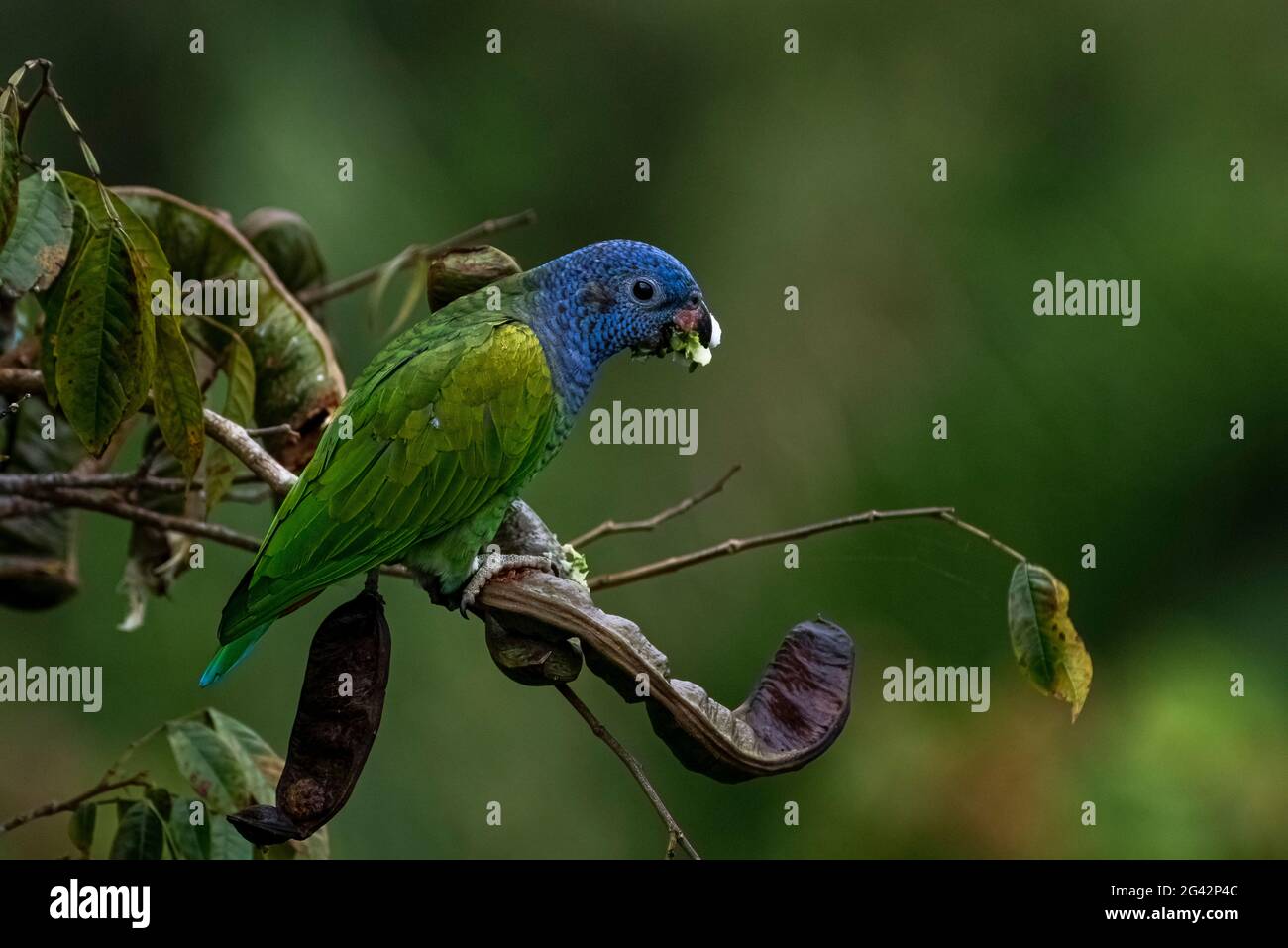 Blue headed parrot eating food ona a tree in the cloud forest of Panama ...