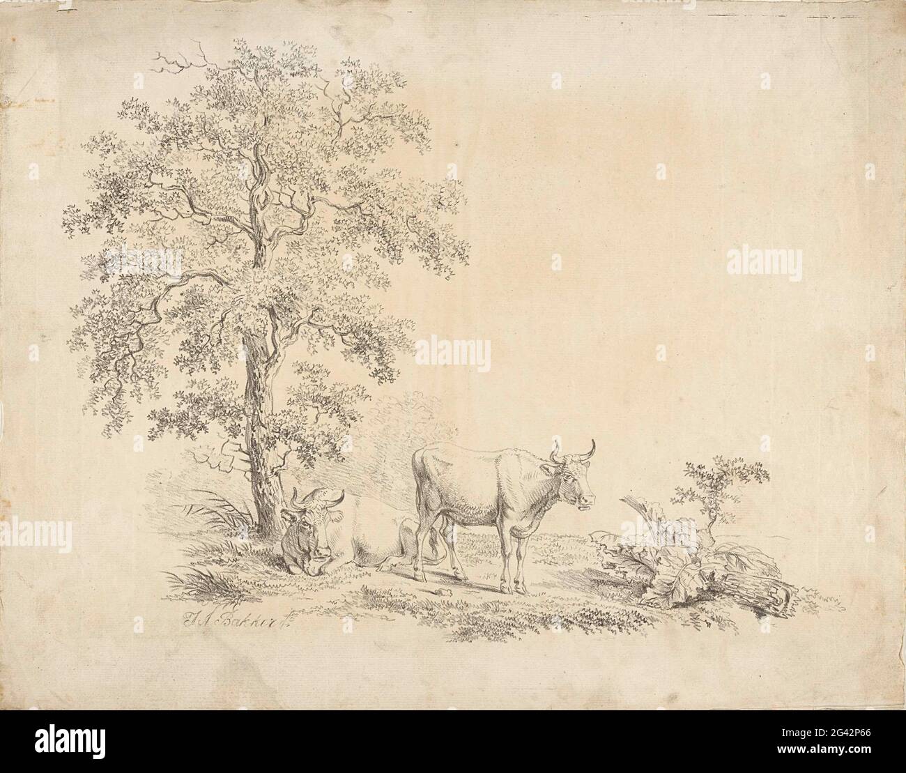 Landscape with cows. Under a tree a standing and lying cow. On the ...