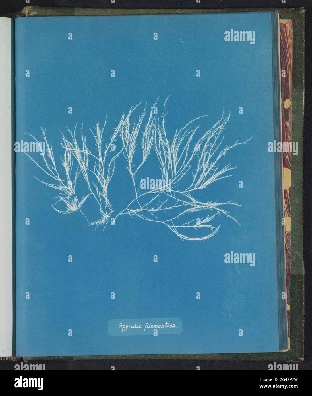 Spyridia filamentosa hi-res stock photography and images - Alamy