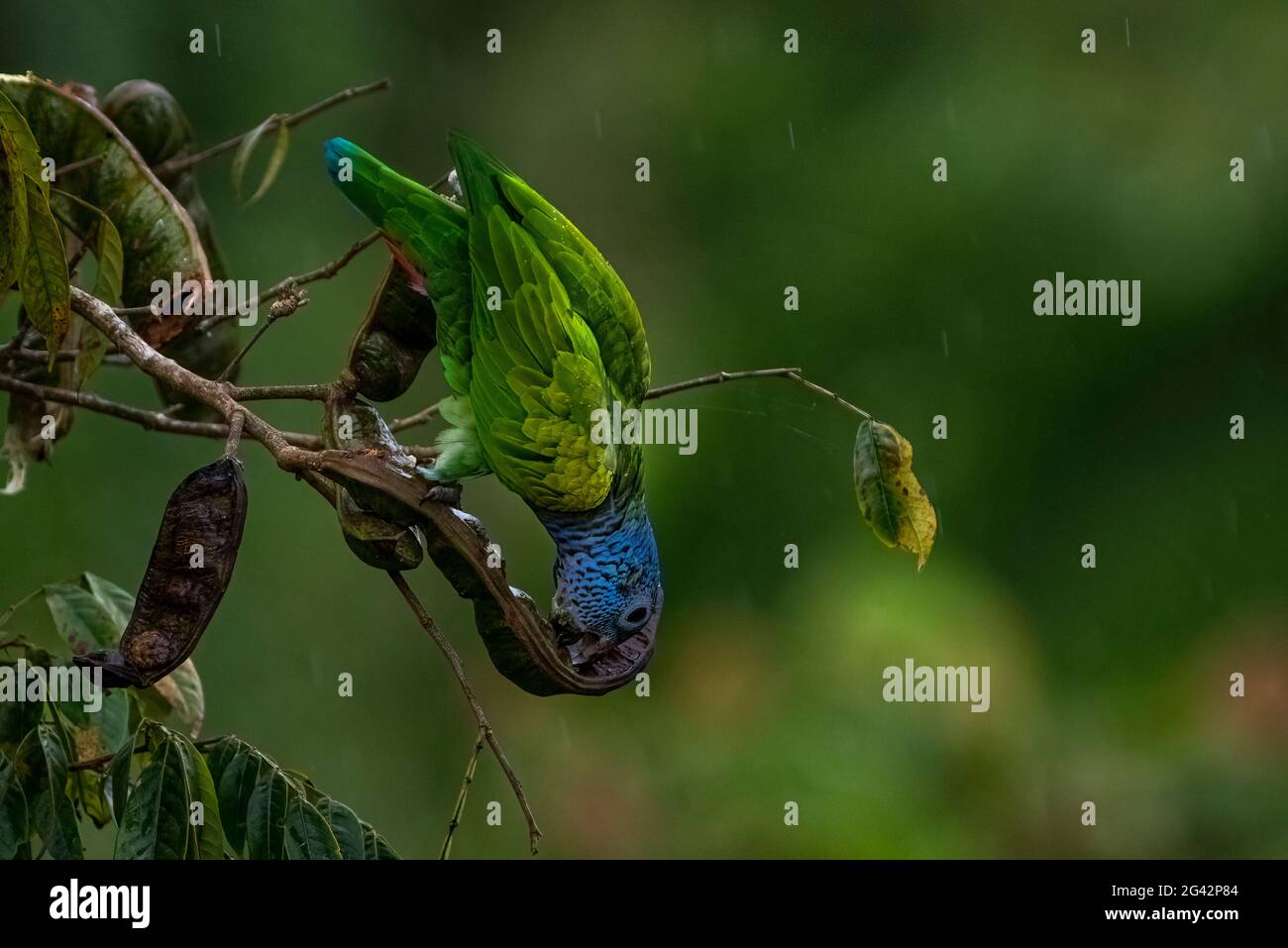 Blue headed parrot eating food ona a tree in the cloud forest of Panama ...