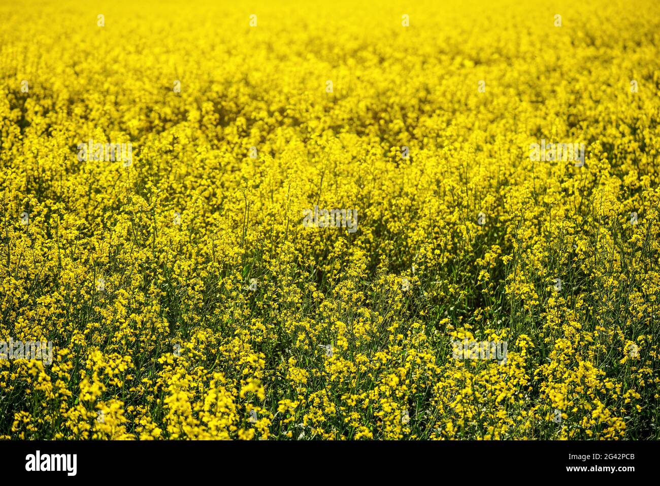 Bright yellow rapeseed (Brassica napus) flowers growing on field ...