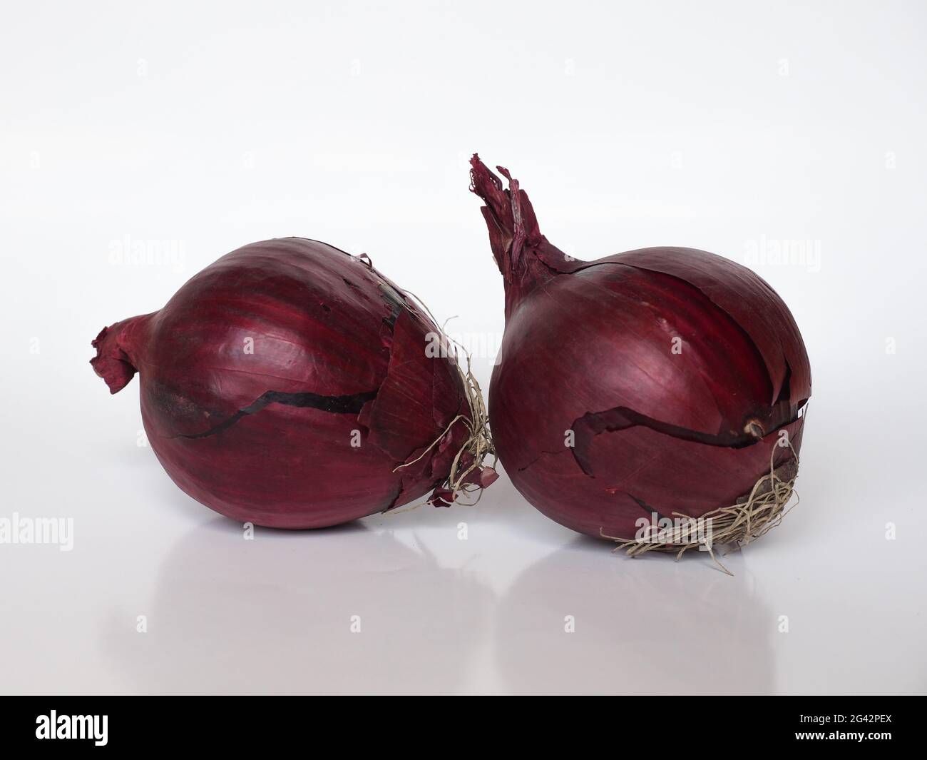 red onions (scientific name Allium cepa aka bulb onion or common onion ...