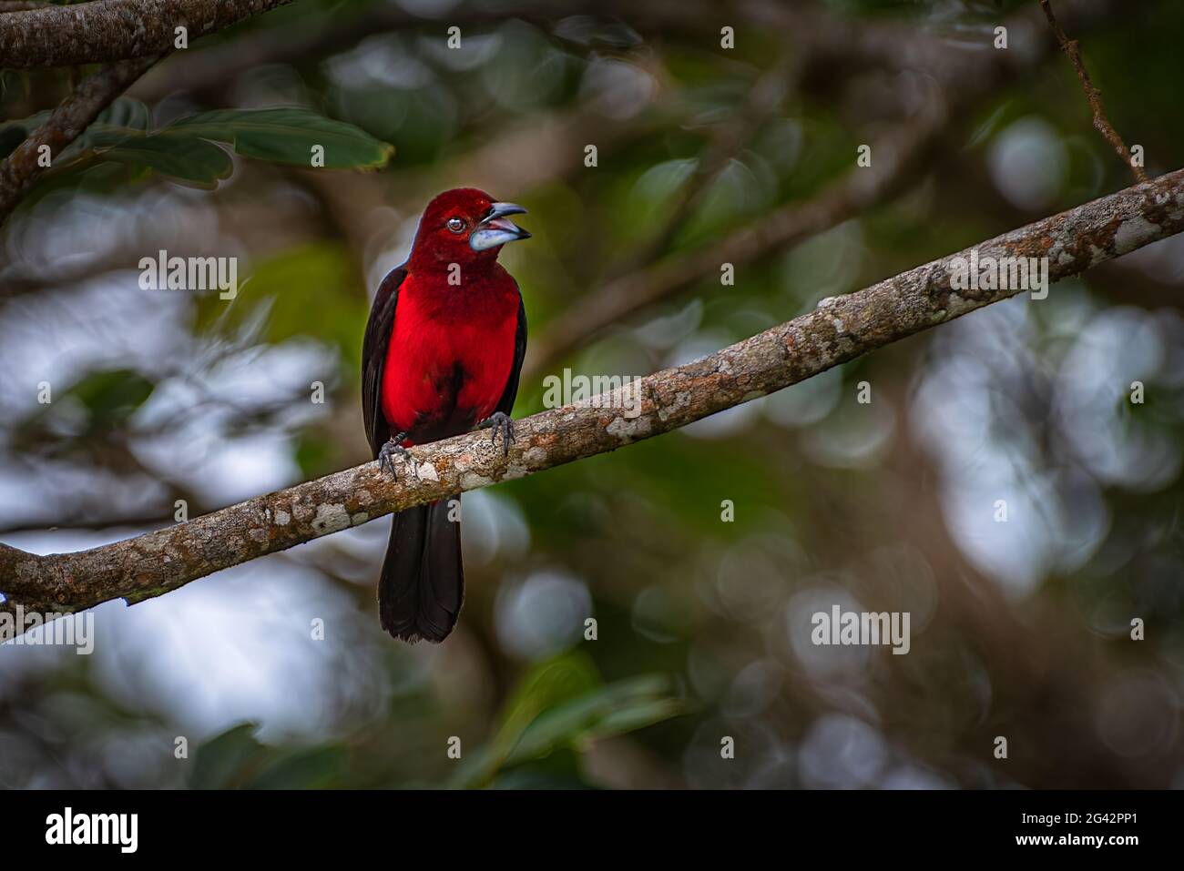 Tanager bird hi-res stock photography and images - Alamy