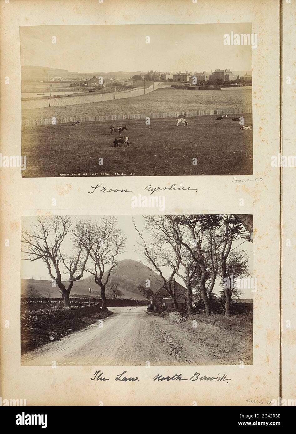 Village throne seen from Ballast Bank with cows grazing in the ...