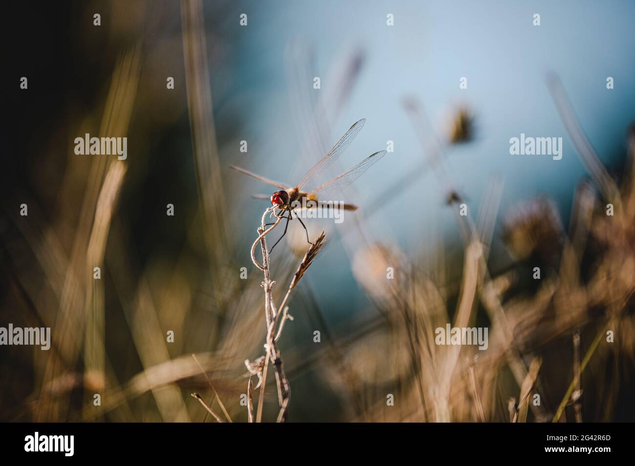 Dragon and insects hi-res stock photography and images - Alamy