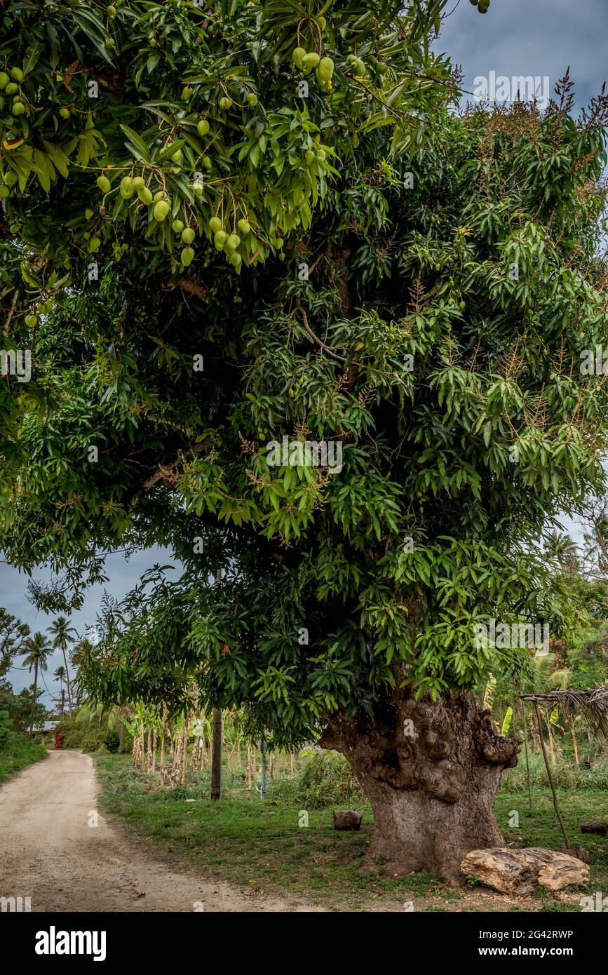 Mango tree, Efate, Vanuatu, South Pacific, Oceania Stock Photo - Alamy