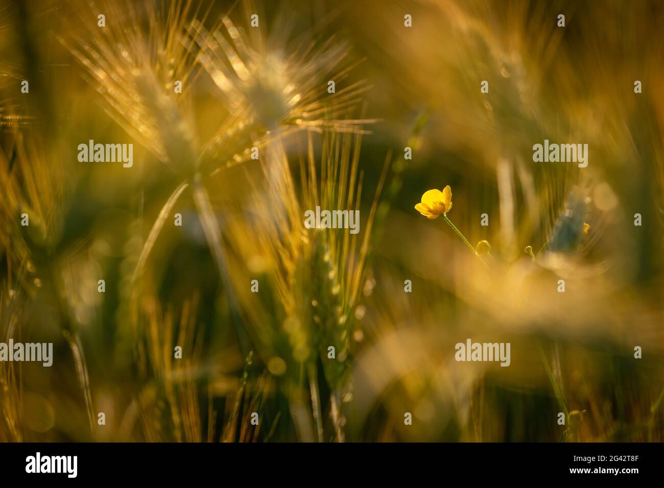 Buttercup in a grain field, Bavaria, Germany, Europe Stock Photo - Alamy