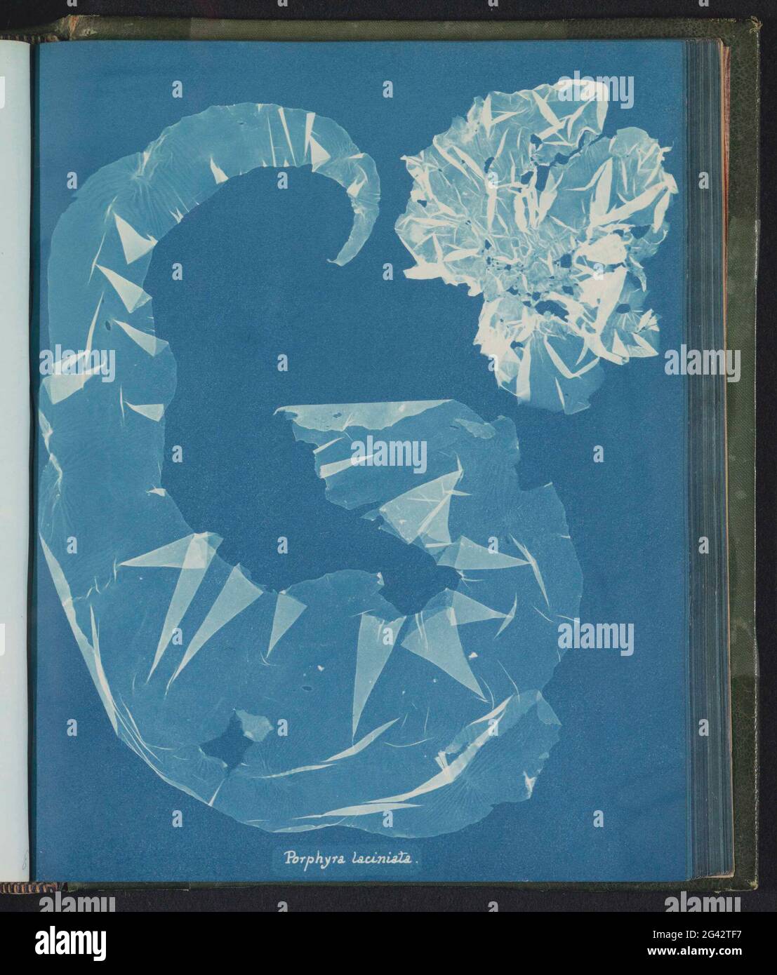 PORPHYRA LACINIATA; Seaweed Stock Photo - Alamy