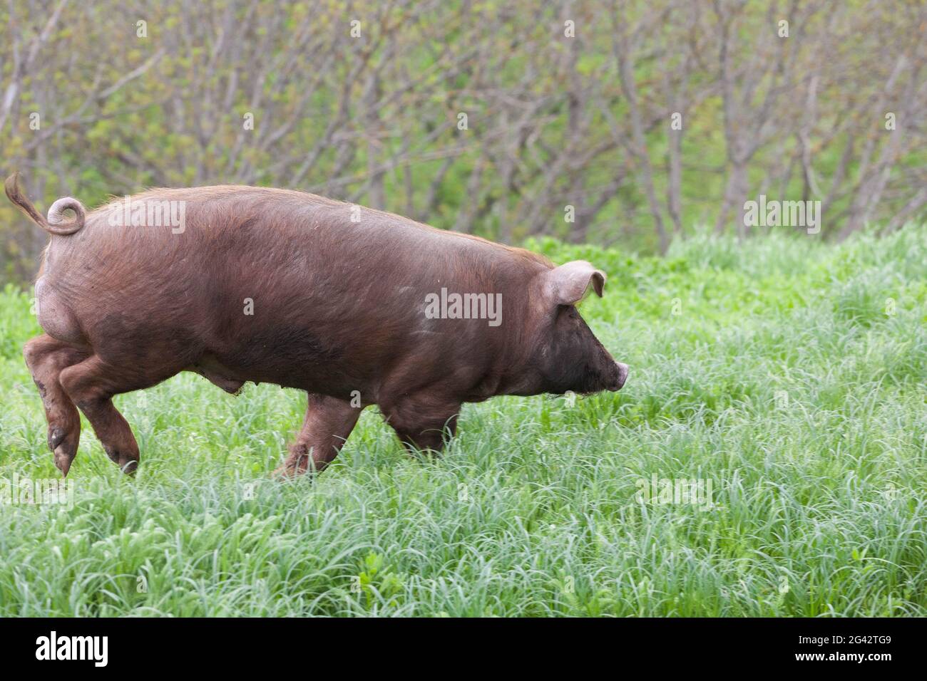 piglet with dark brown hair and curled pig tail in a cage eating grass ...
