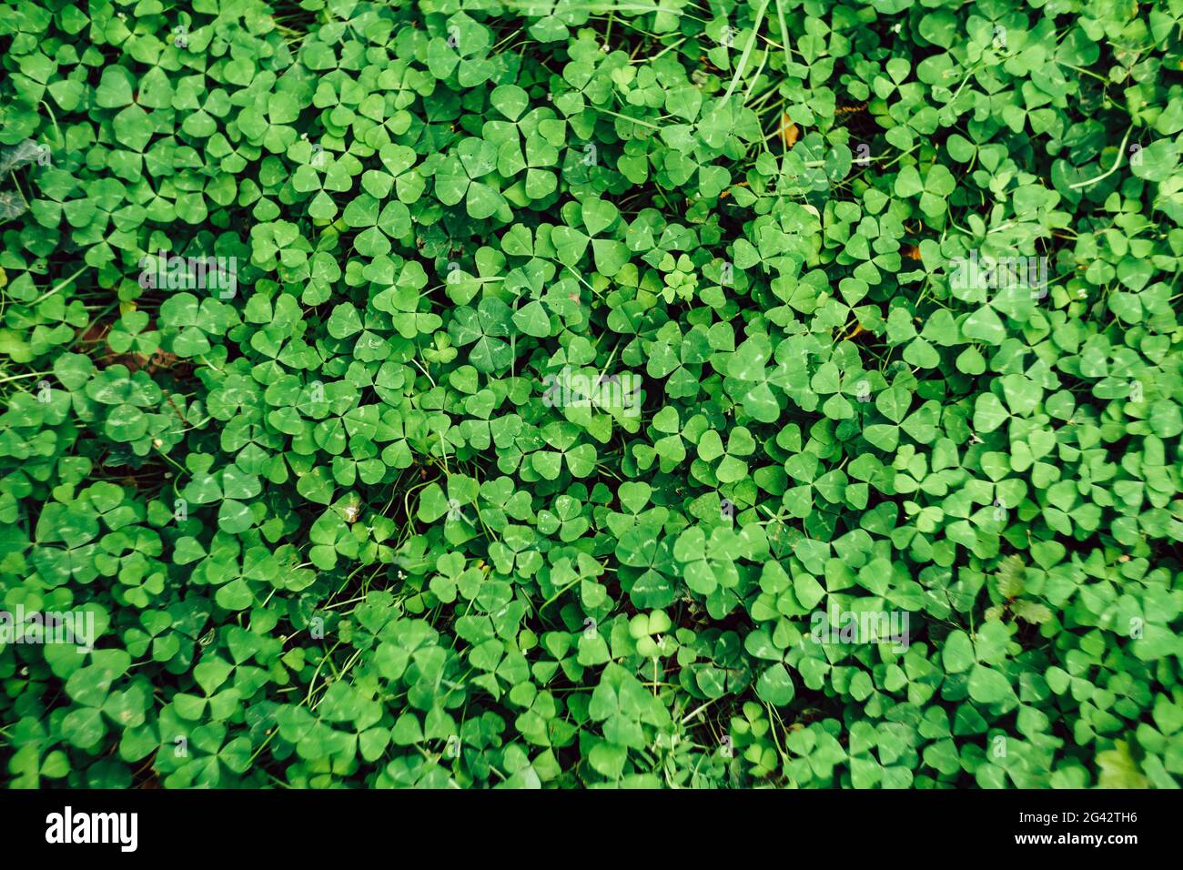 Close-up of clover texture on the ground, top view. Natural green ...