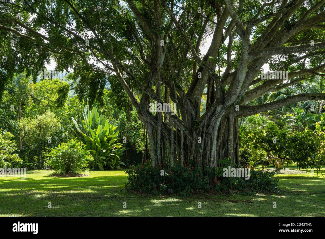 Giant banyan tree in garden, Tahiti, Windward Islands, French Polynesia ...