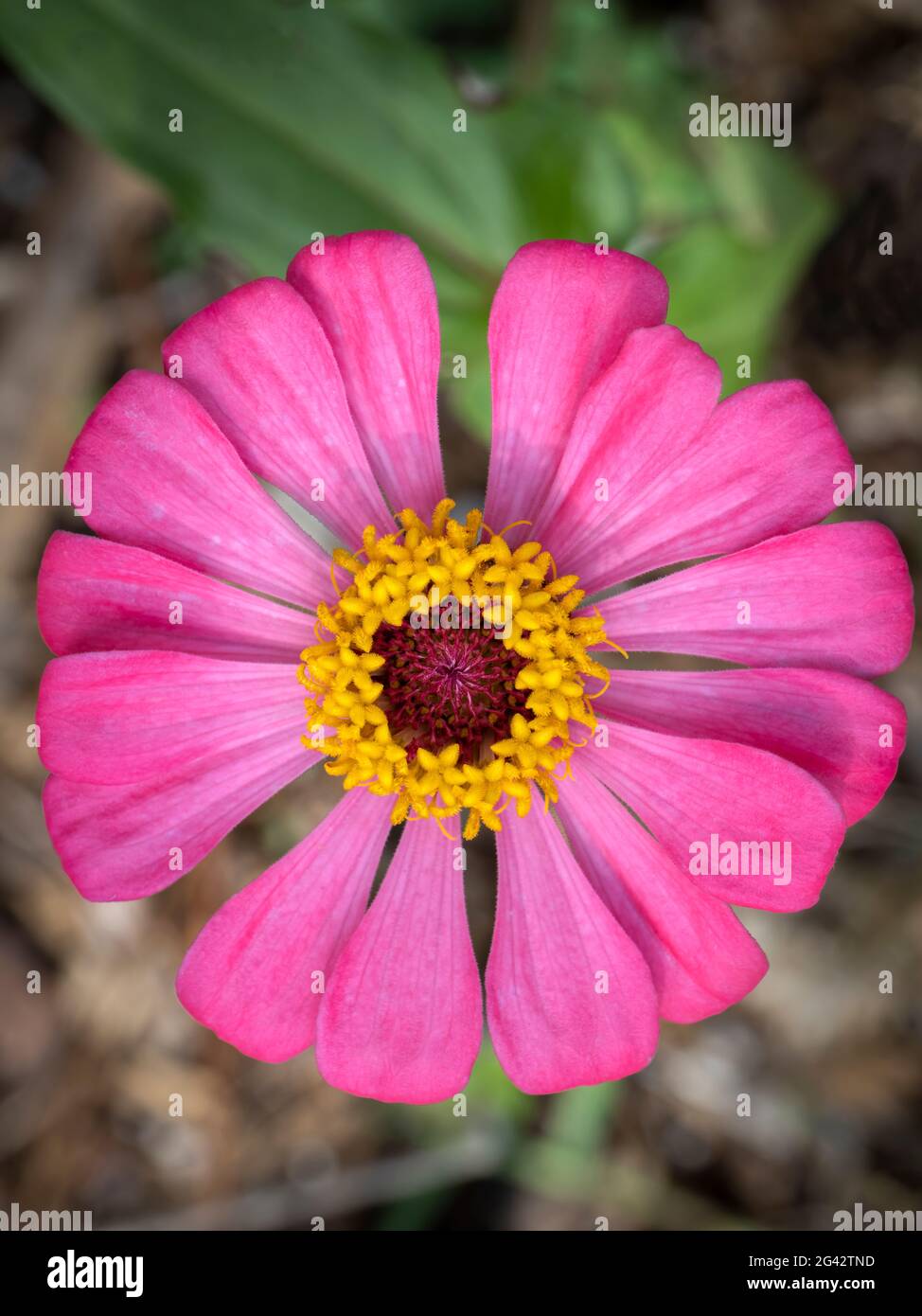 Gerbera plant hi-res stock photography and images - Alamy