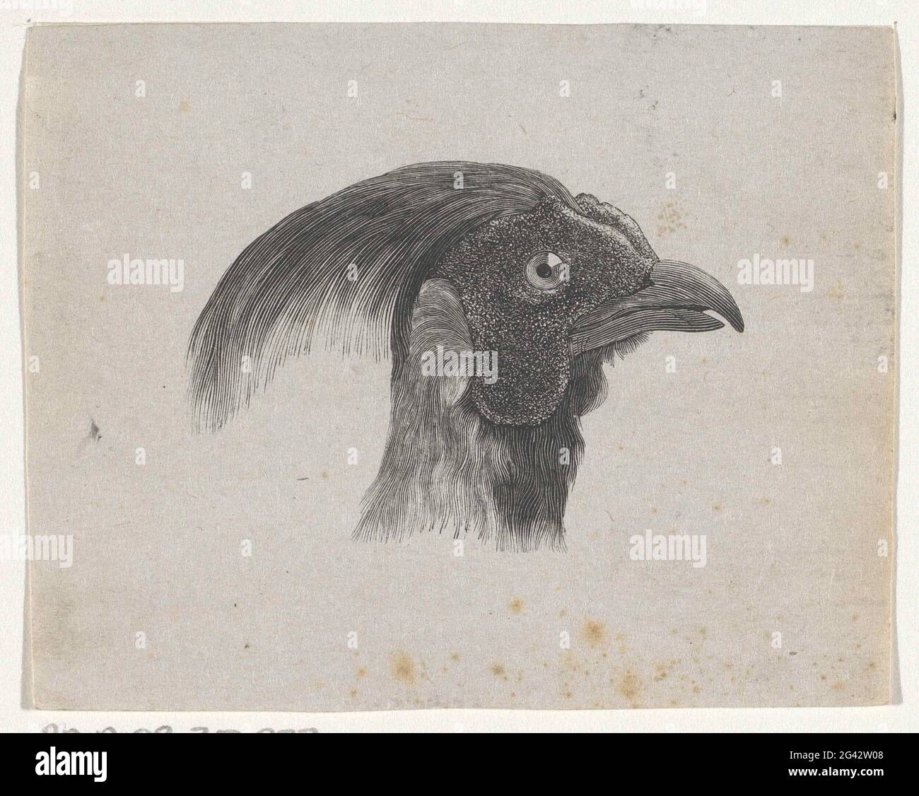 Pheasant features hi-res stock photography and images - Alamy