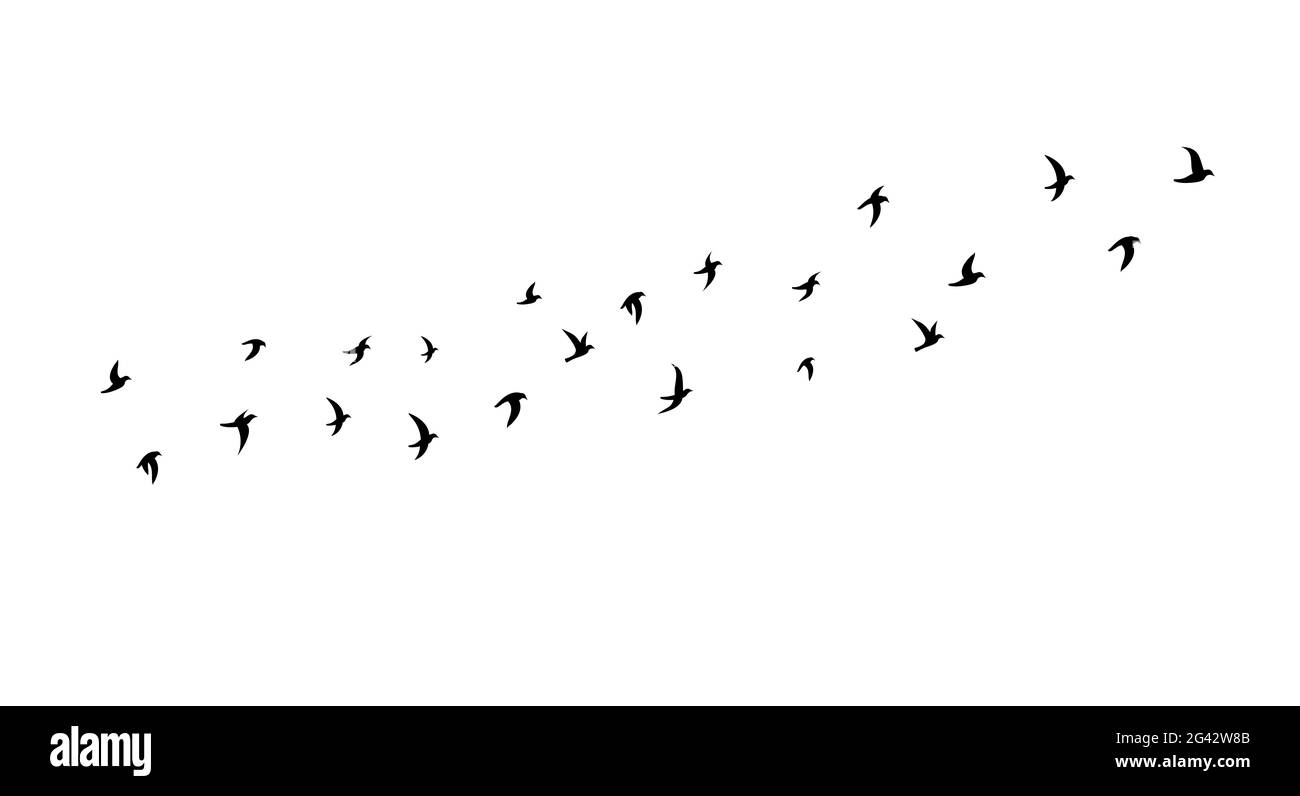 A flock of flying birds. Side view. V-shaped flight formation. Black ...
