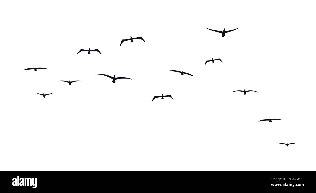 A flock of flying birds. Front view. Sea birds. Seagulls or albatrosses ...