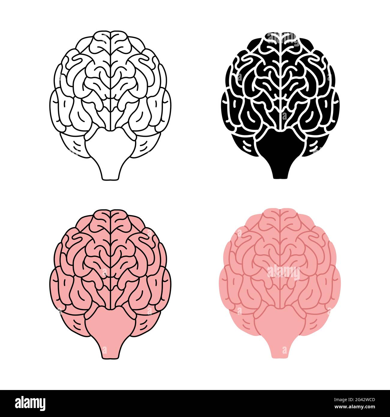 Healthy human brain front view vector illustration isolated on white ...