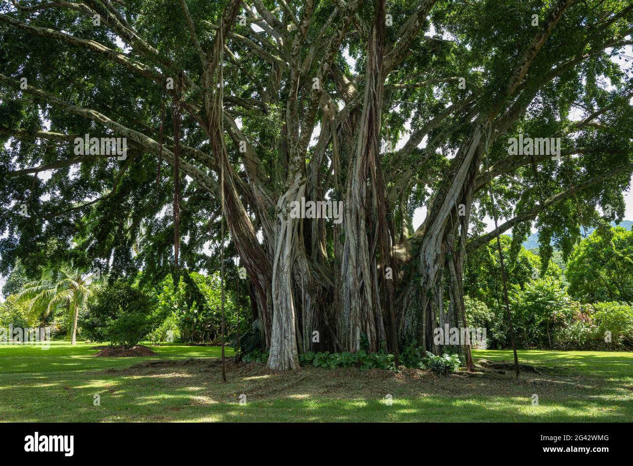 Giant banyan tree in garden, Tahiti, Windward Islands, French Polynesia ...