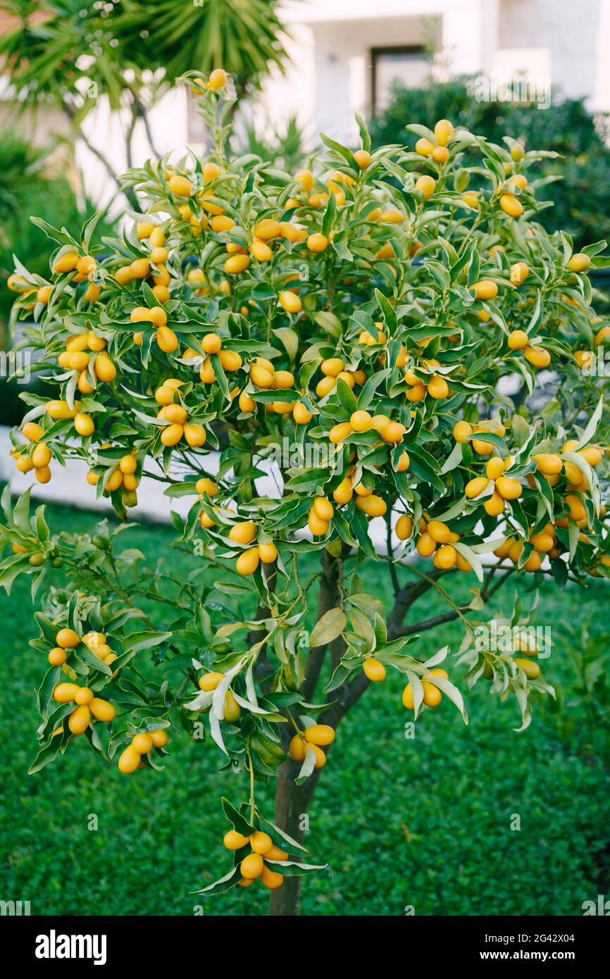 Kumquat or fortunella tree with ripe orange fruits on branches in the ...