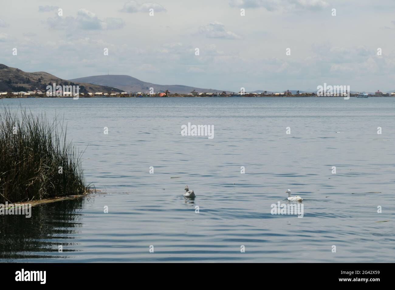Reeds and Ducks on Lake Titicaca Peru Stock Photo - Alamy