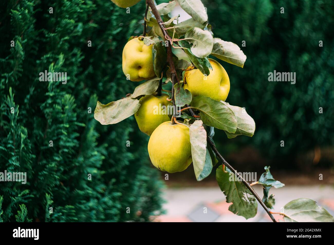 Ripe yellow quince fruits grows on quince tree with green foliage in ...