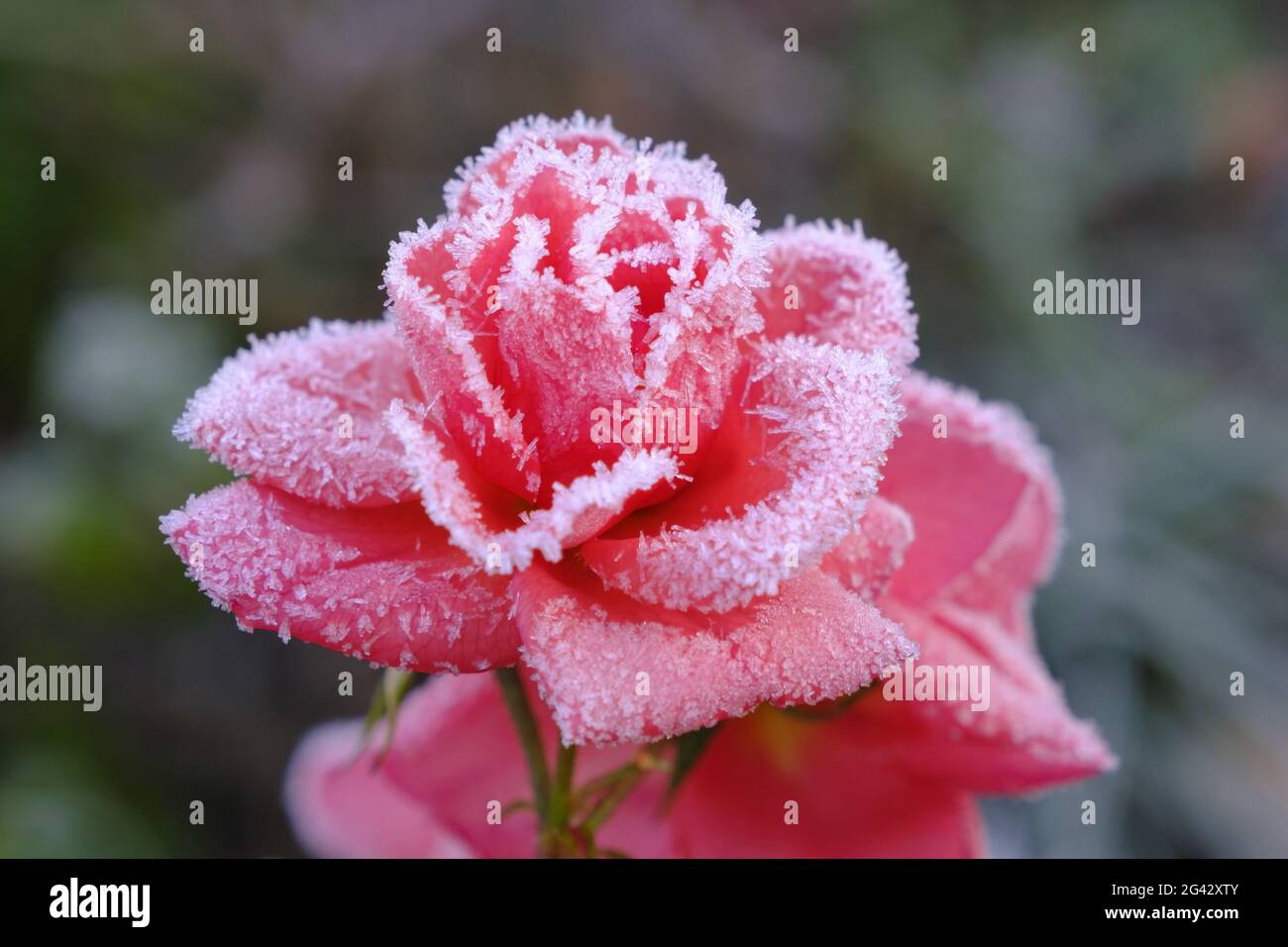Rose with white frost Stock Photo - Alamy