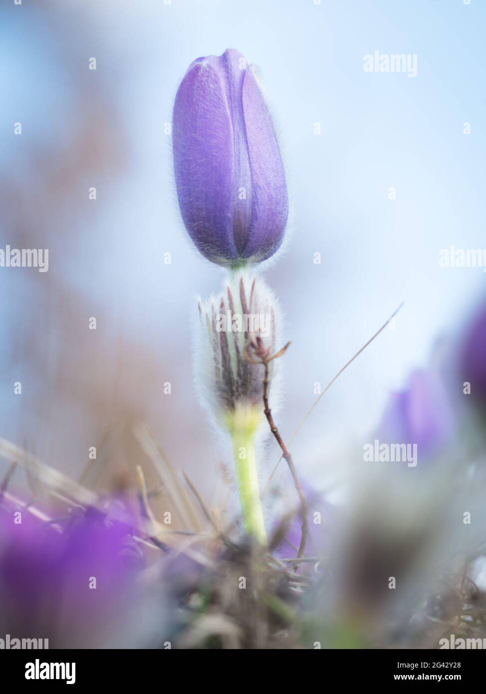 Pasque flower on a meadow Stock Photo - Alamy