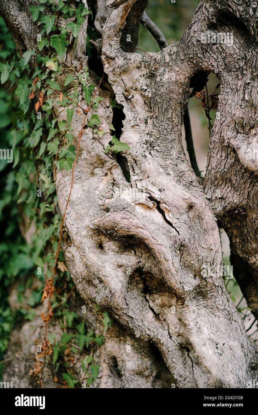Olive tree bark hi-res stock photography and images - Alamy