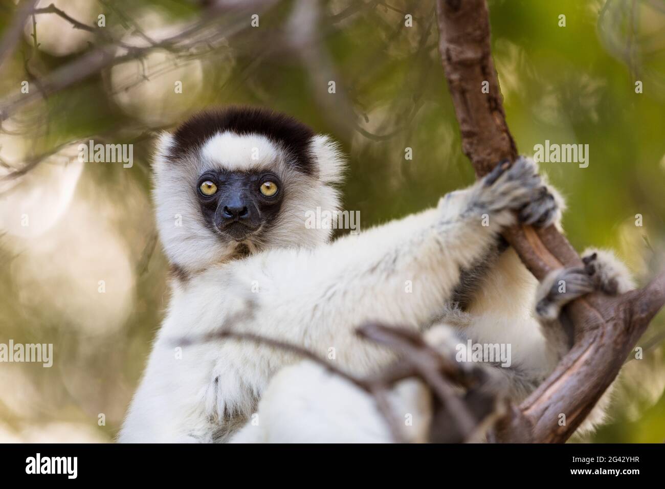 Propithecus verreauxi berenty reserve hi-res stock photography and ...
