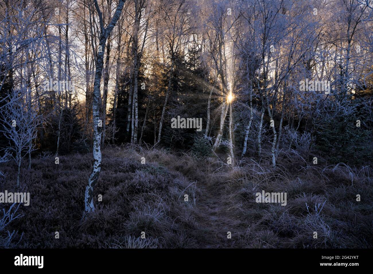 Autumn morning in the moorland on the Staffelsee, Uffing, Blaues Land ...