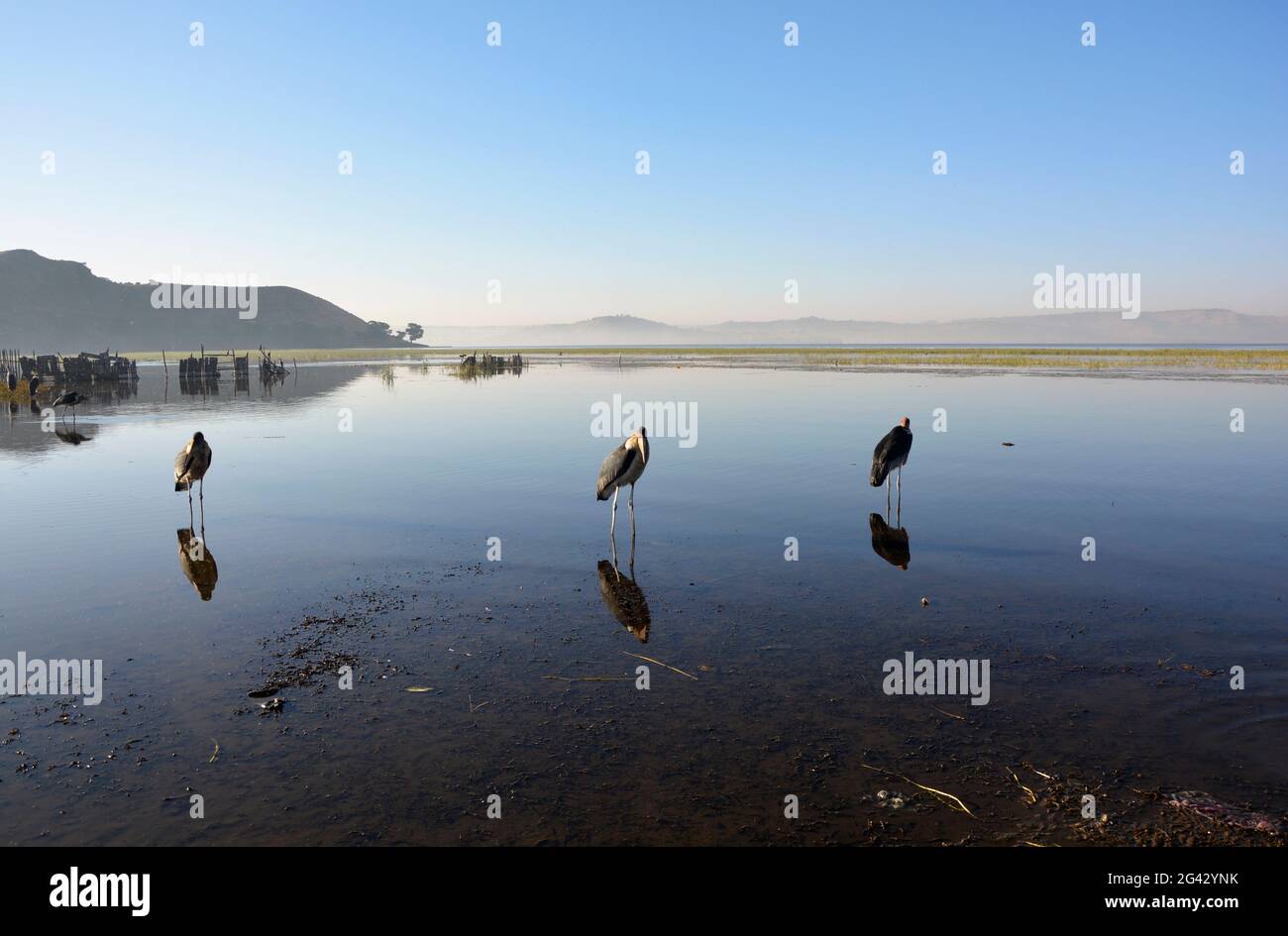 Ethiopia; Southern Nations Region; Hawassa Lake near the town of ...